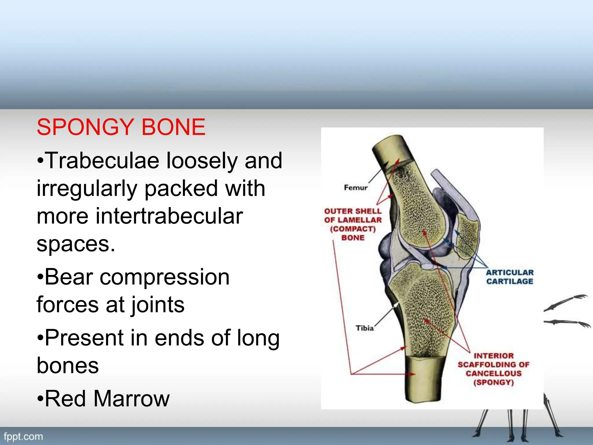 General Anatomy of bones and cartilage ppt | PPT