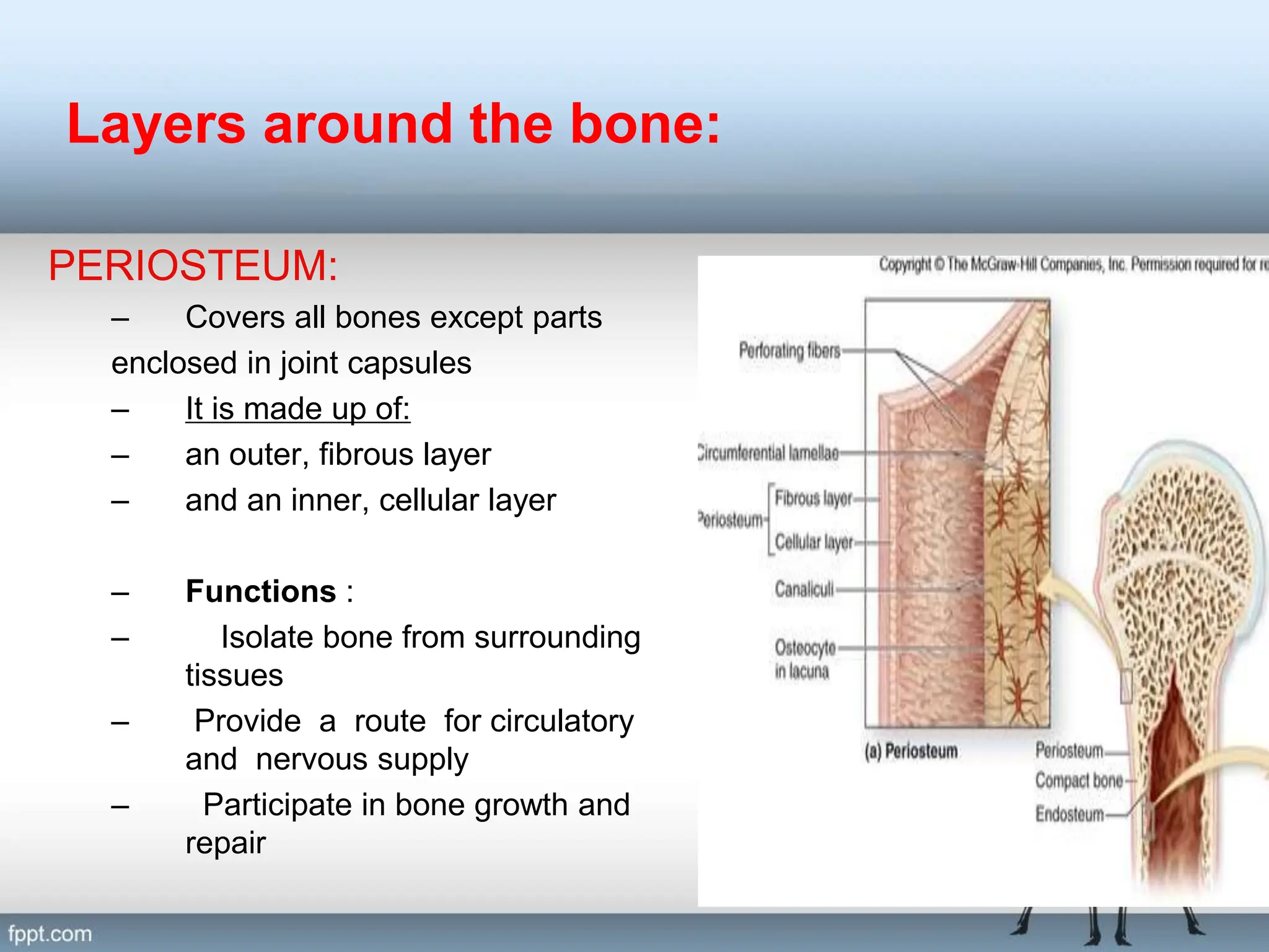 General Anatomy of bones and cartilage ppt | PPT