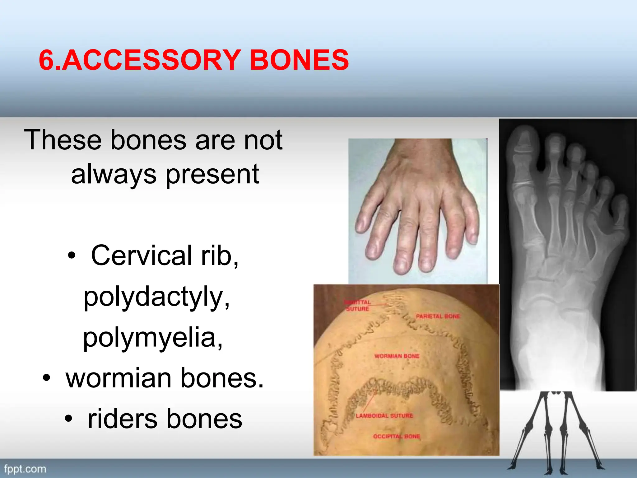 General Anatomy of bones and cartilage ppt | PPT