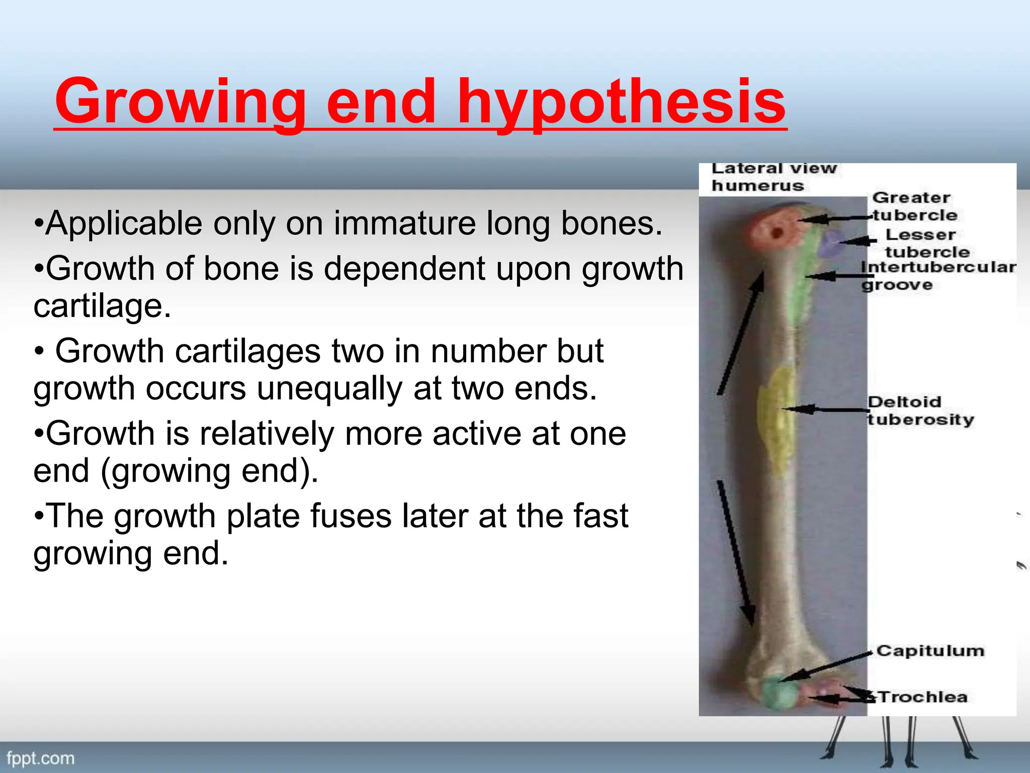 General Anatomy of bones and cartilage ppt | PPT