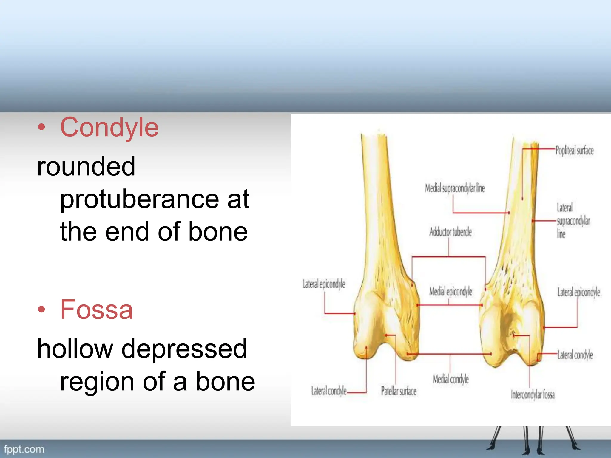 General Anatomy of bones and cartilage ppt | PPT