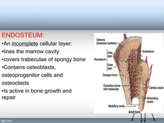 General Anatomy of bones and cartilage ppt | PPT