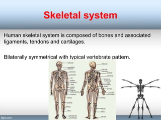 General Anatomy of bones and cartilage ppt | PPT