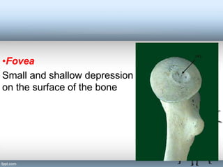 General Anatomy of bones and cartilage ppt | PPT
