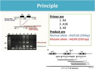 Gap pcr | PPTX