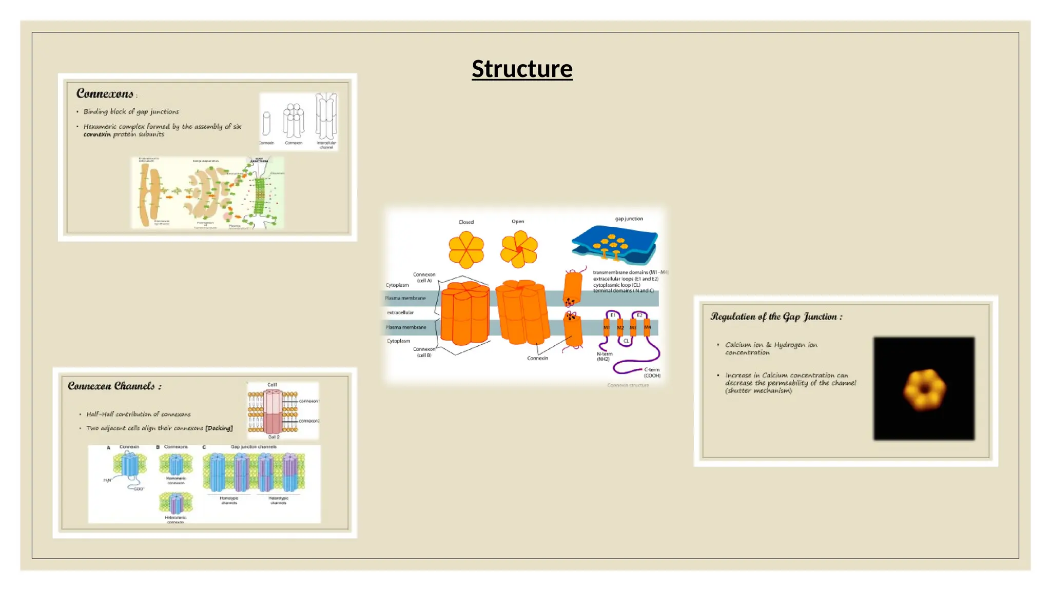 GAP junction ( A type ofcell junctions) | PPTX