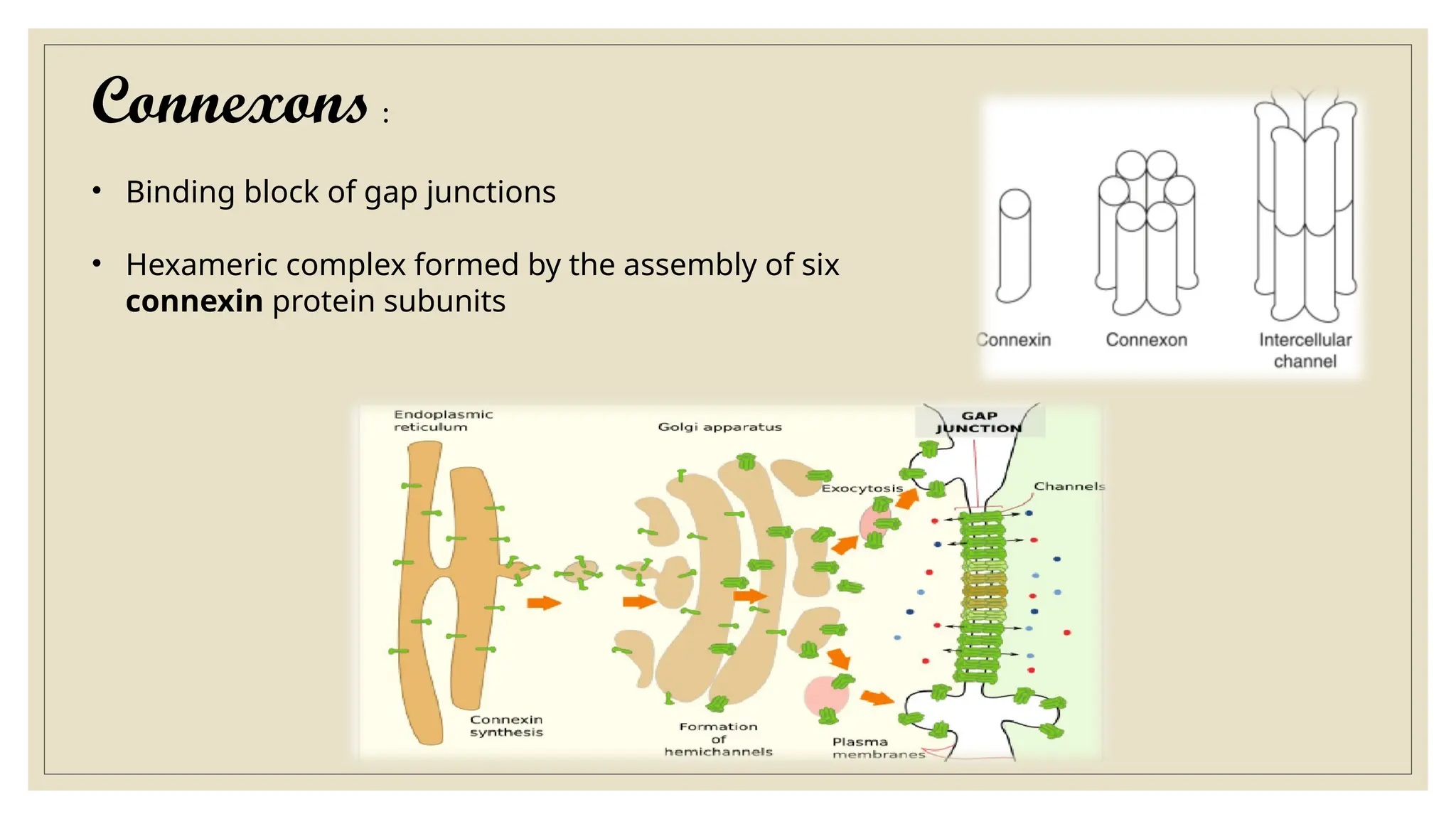GAP junction ( A type ofcell junctions) | PPTX