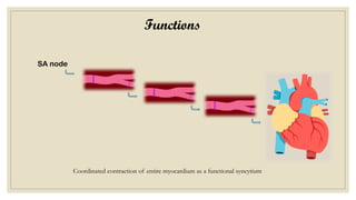 GAP junction ( A type ofcell junctions) | PPTX