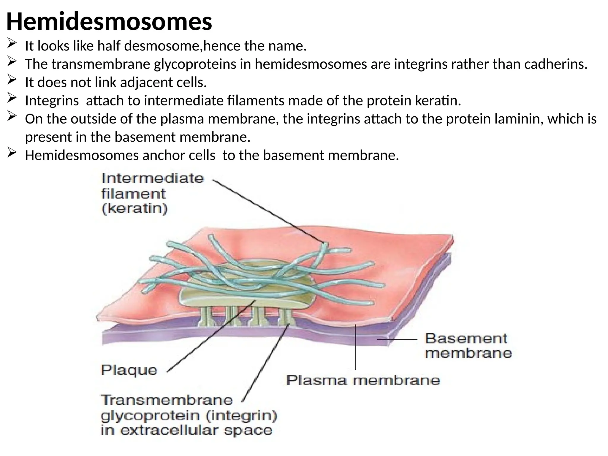 Gap junctions - its location and its functions.pptx
