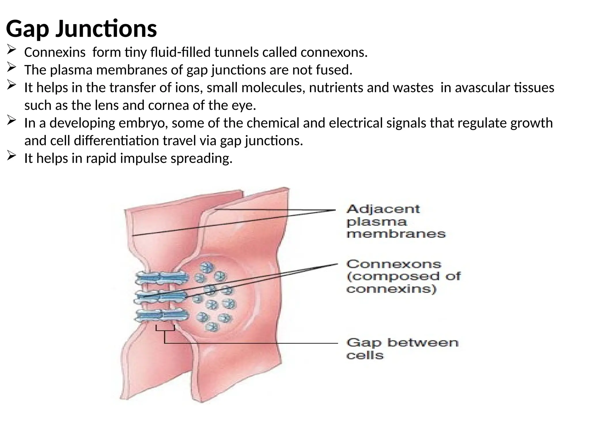 Gap junctions - its location and its functions.pptx