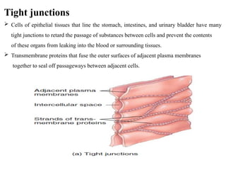 Gap junctions - its location and its functions.pptx