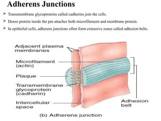 Gap junctions - its location and its functions.pptx