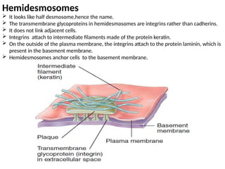 Gap junctions - its location and its functions.pptx