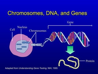 An Overview of Cancer Genetics | PPTX