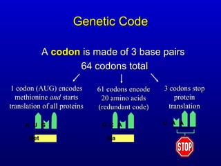 An Overview of Cancer Genetics | PPTX
