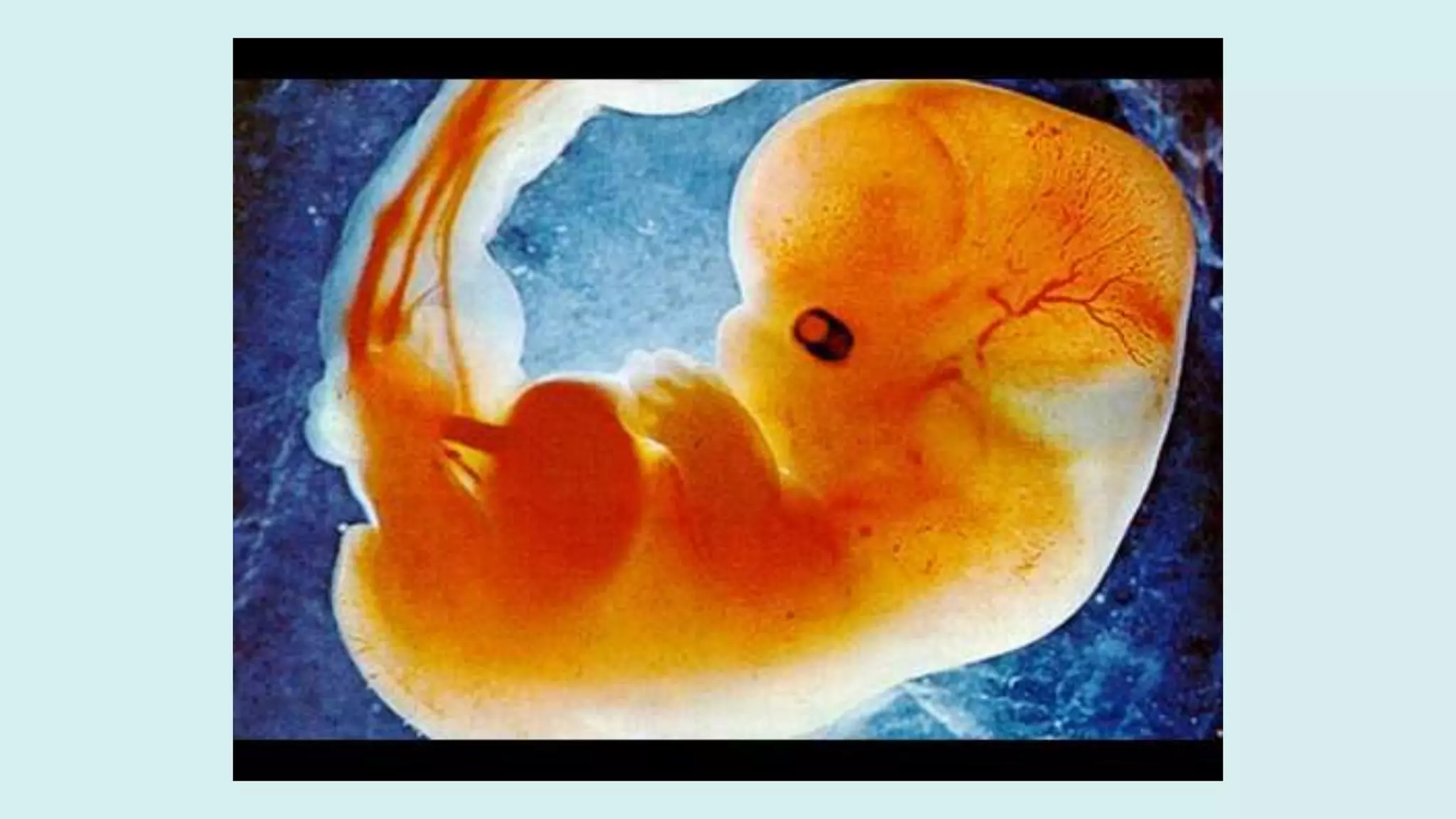 Garbha and masanumasika garbha vruddhi krama with special.pptx