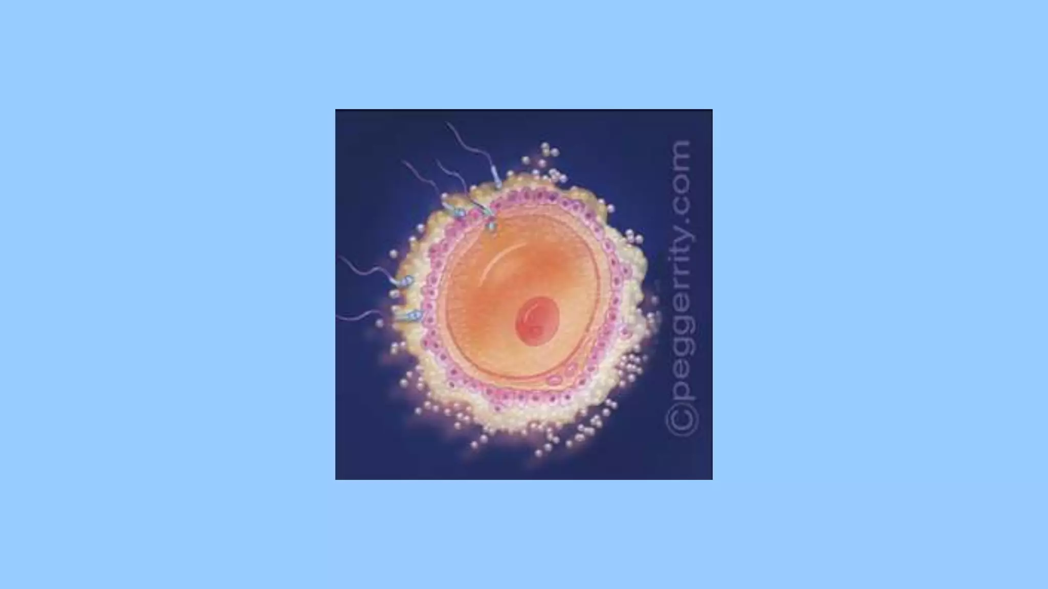 Garbha and masanumasika garbha vruddhi krama with special.pptx