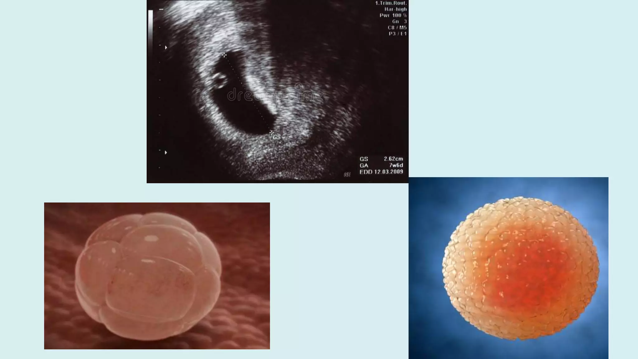 Garbha and masanumasika garbha vruddhi krama with special.pptx