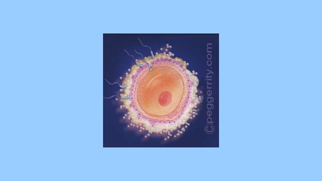 Garbha and masanumasika garbha vruddhi krama with special.pptx