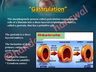 Garbhavkranti and embryonic development | PDF