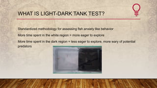 Phone Stand for Light/Dark Tank | PPT