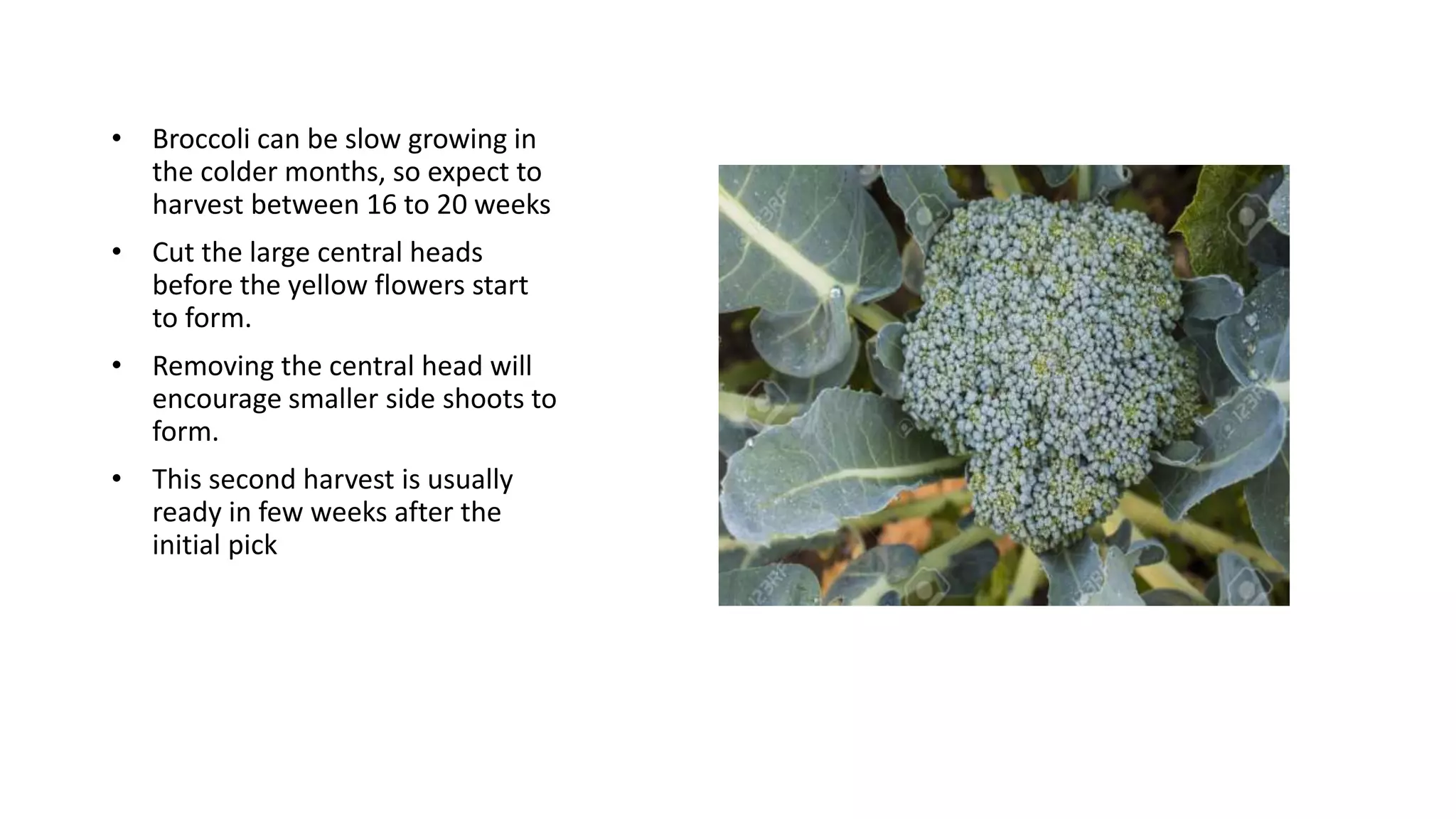 Broccoli Presentation | PPTX