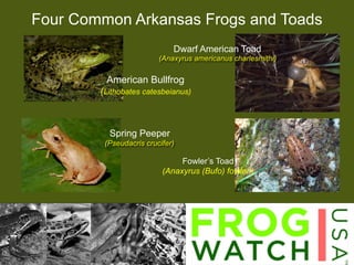 Garden Frogs and Toads - Carroll County Master Gardeners | PPT