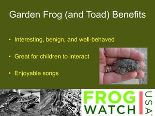 Garden Frogs and Toads - Carroll County Master Gardeners | PPT
