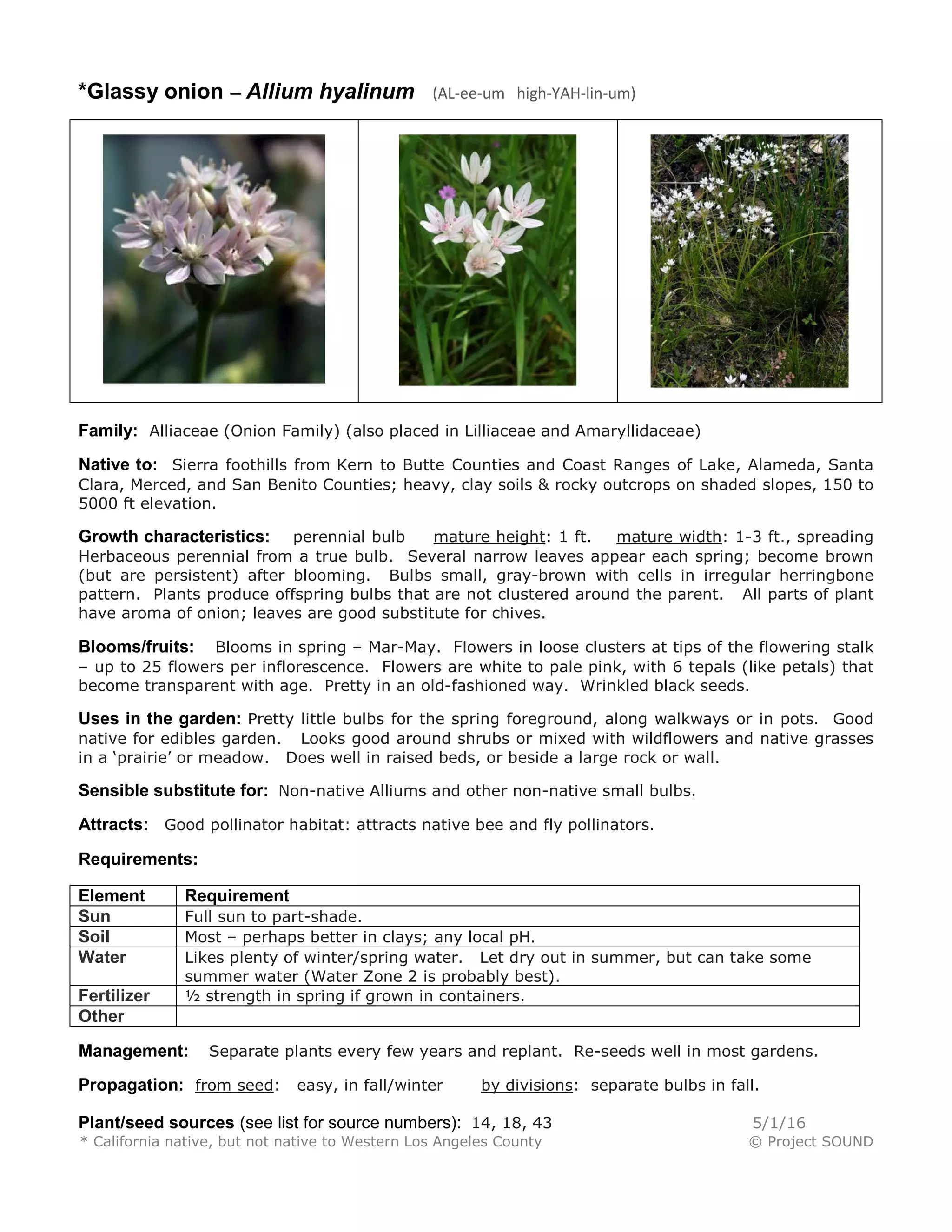 Gardening sheet allium hyalinum | PDF