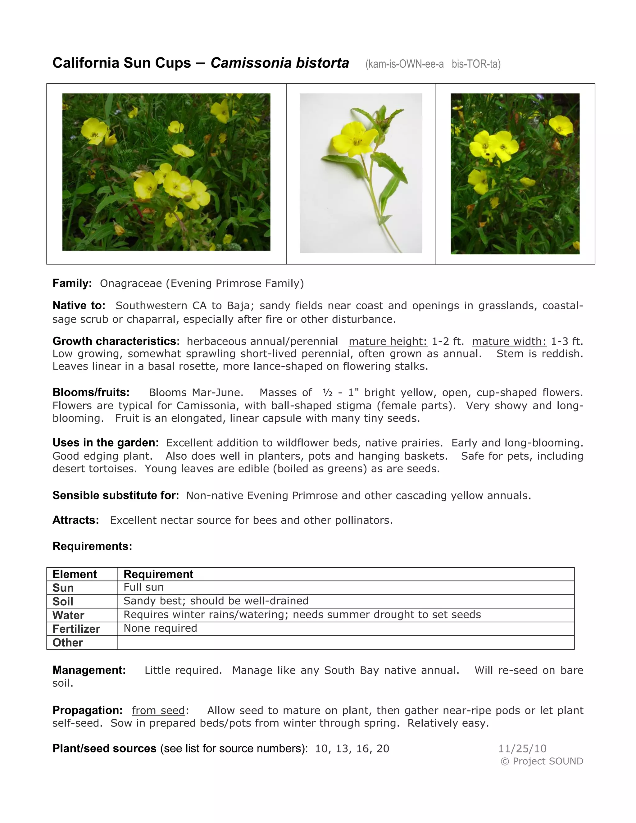 Gardening sheet camissonia bistorta | PDF | Gardening | Home & Garden