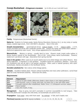 Gardening sheet eriogonum crocatum | PDF