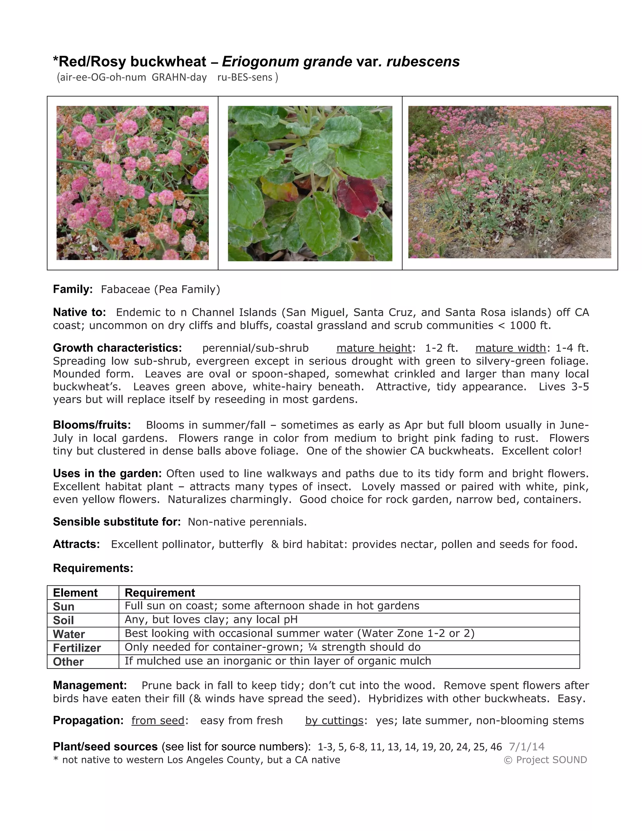 Gardening sheet eriogonum grande rubescens | PDF