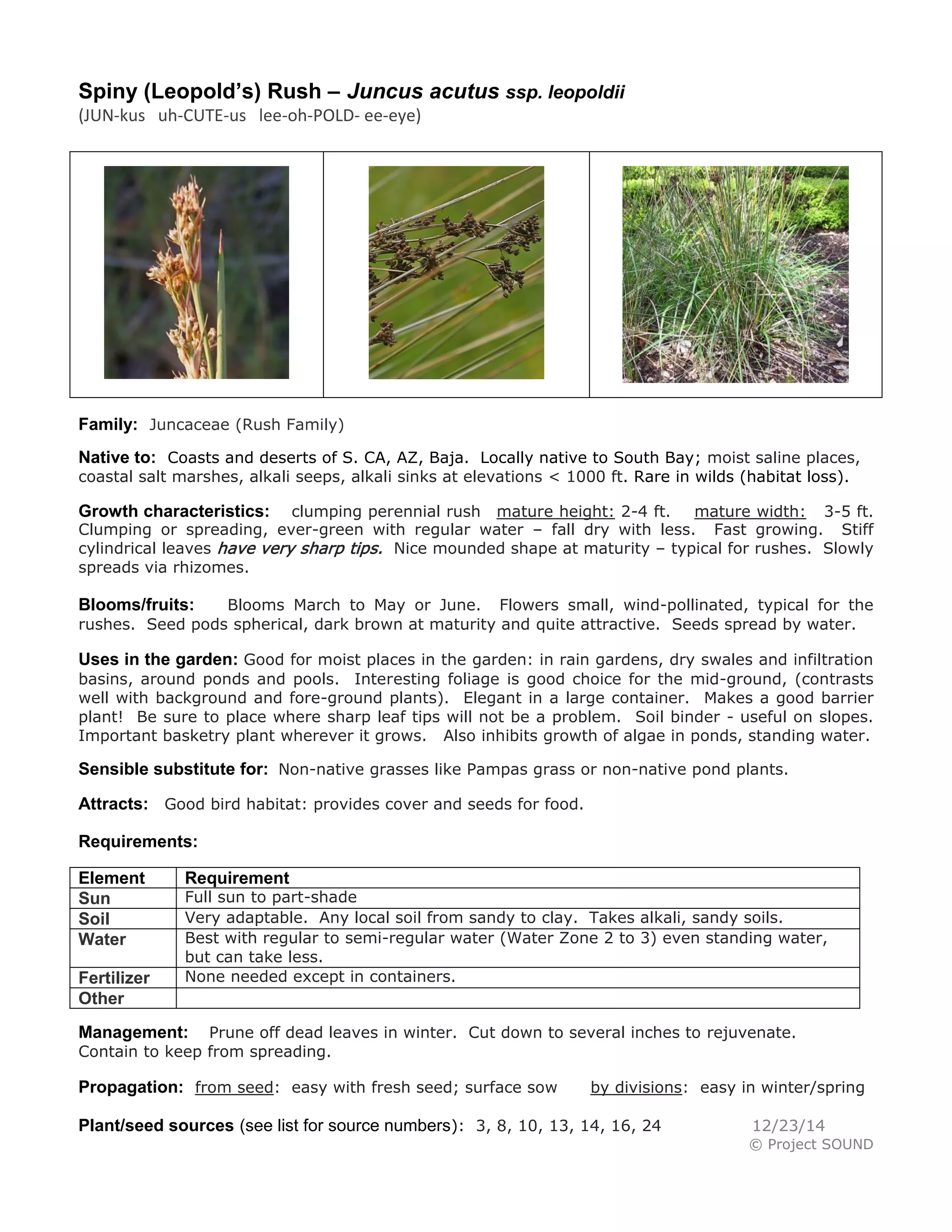 Gardening sheet juncus acutus | PDF