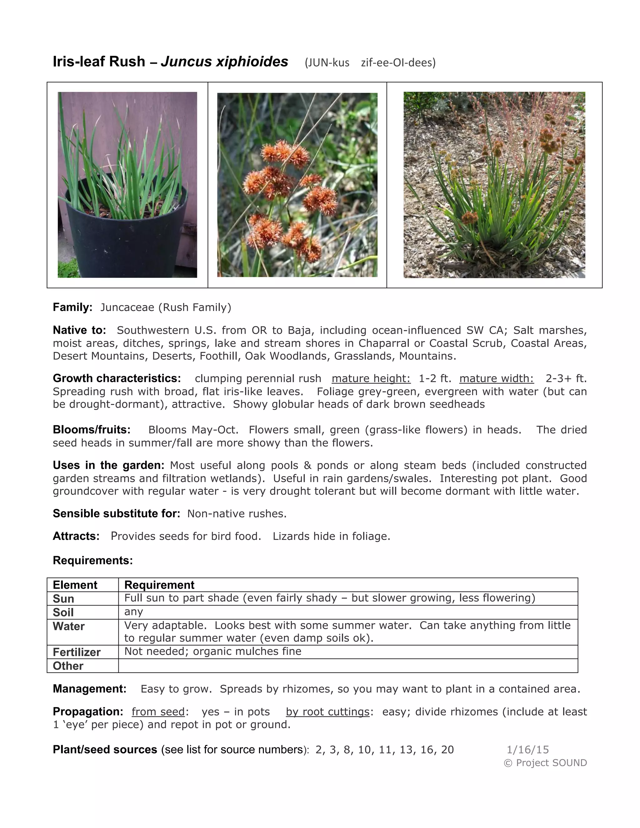 Gardening sheet juncus xiphioides | PDF