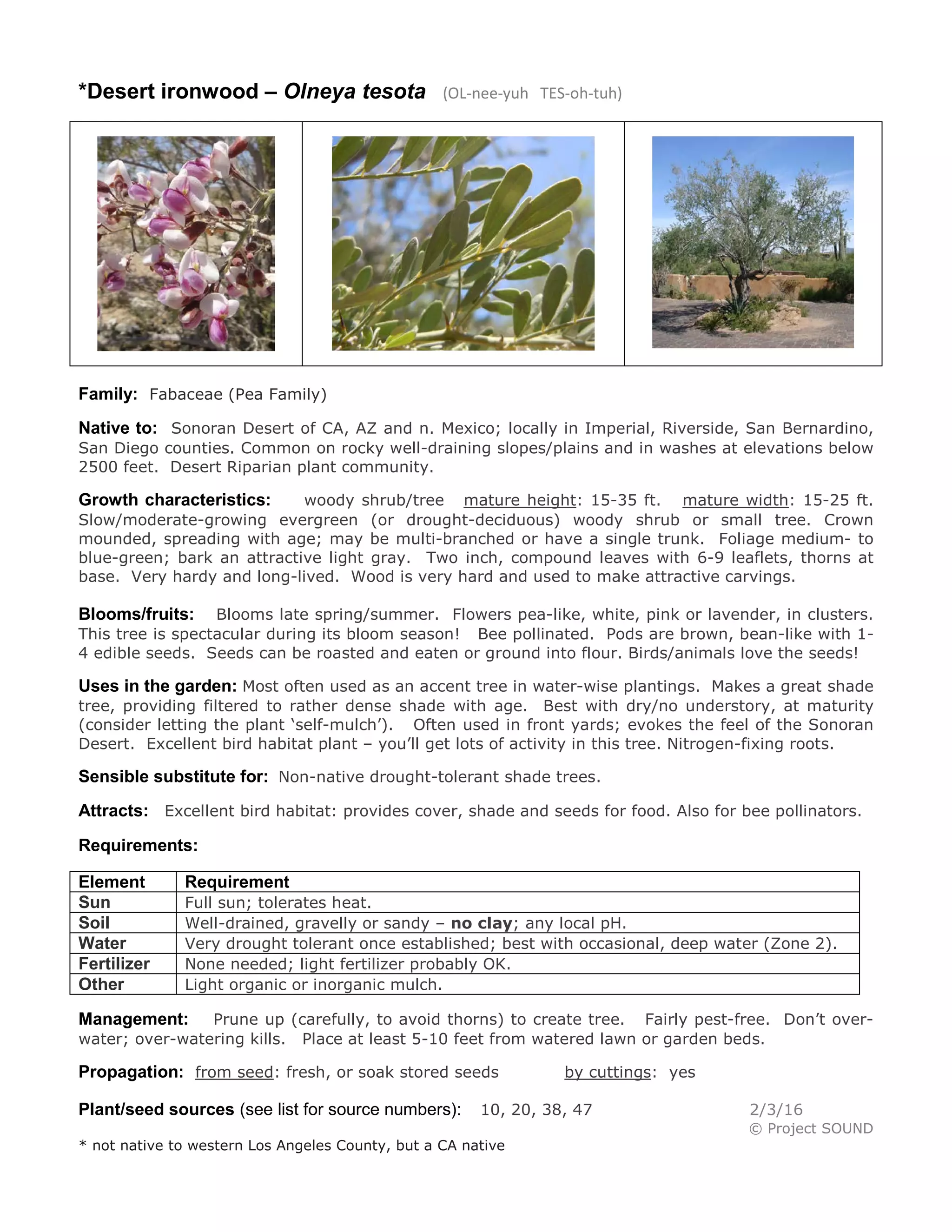 Gardening sheet olneya tesota | PDF