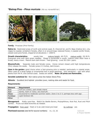 Gardening sheet pinus muricata | PDF