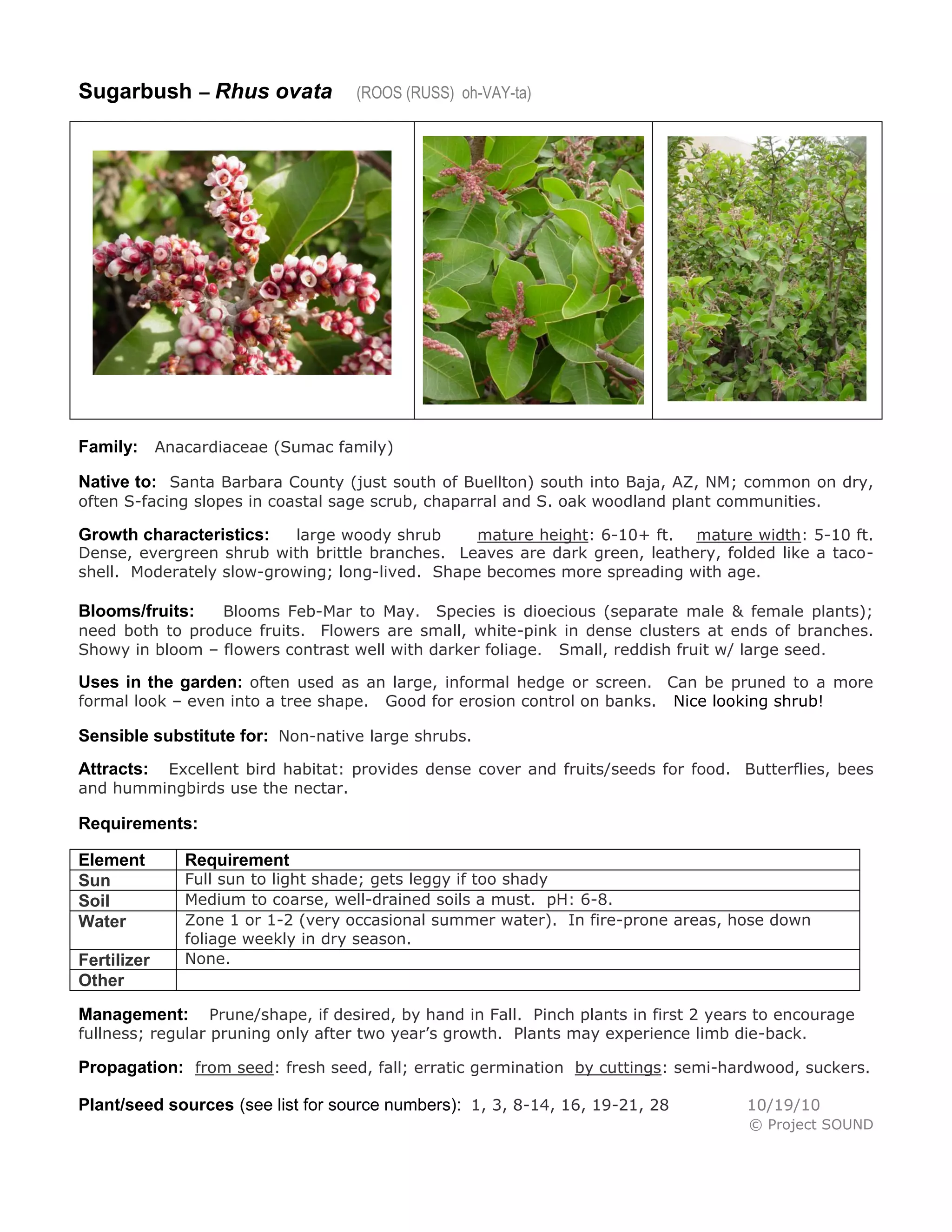Gardening sheet rhus ovata | PDF