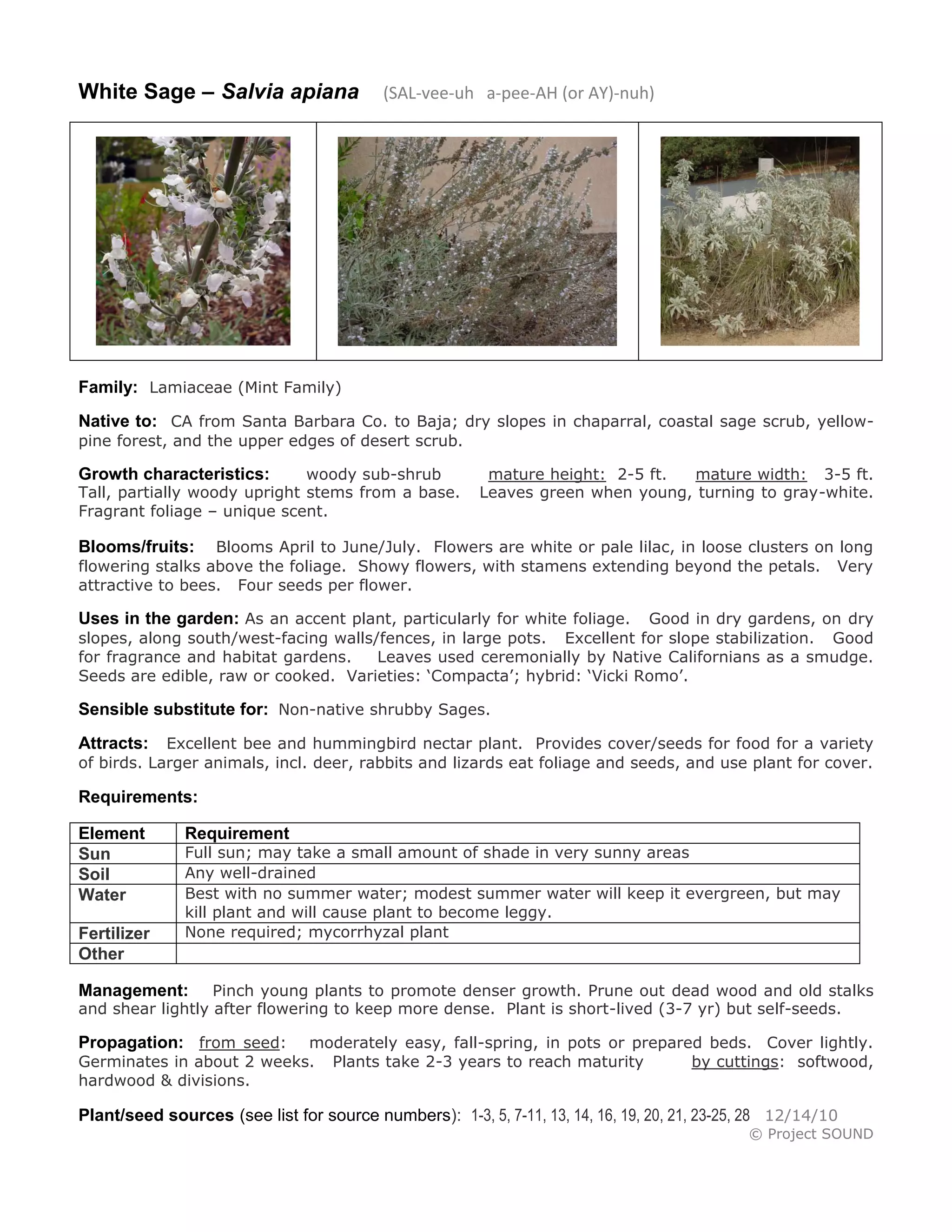 Gardening sheet salvia apiana | PDF