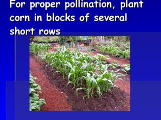 Garden layout | PPT | Gardening | Home & Garden