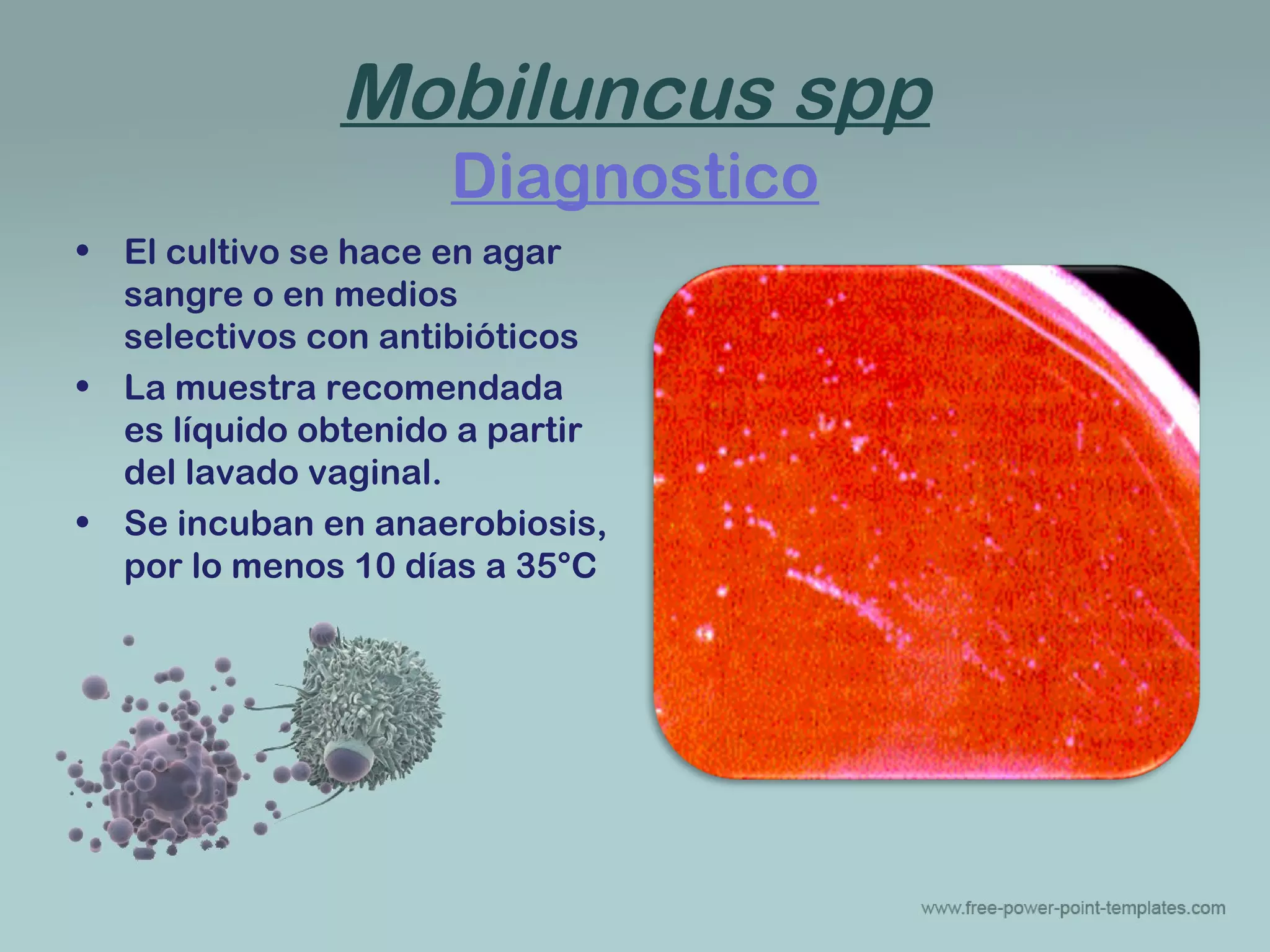 Gardnerella, mubilluncus y lactobacillus