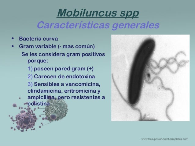 Gardnerella, mubilluncus y lactobacillus