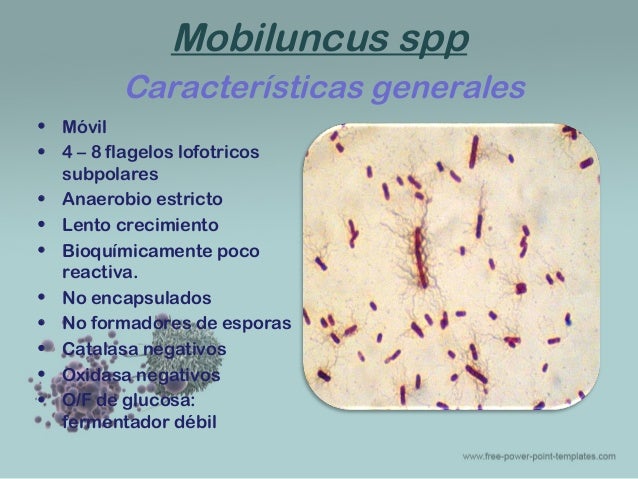 Gardnerella, mubilluncus y lactobacillus