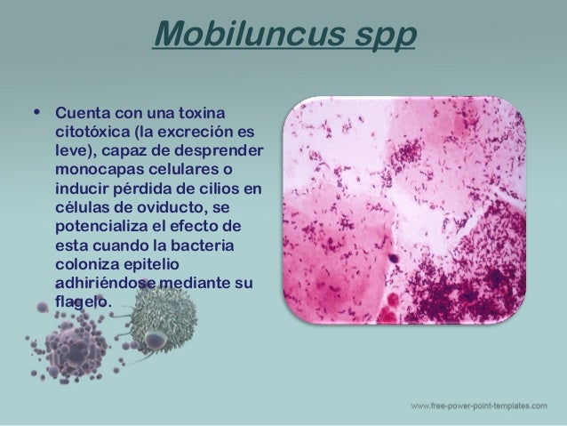 Gardnerella, mubilluncus y lactobacillus
