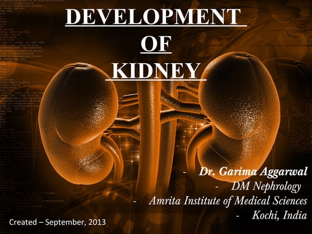 Development of Kidney | PPT | Biological Sciences | Science