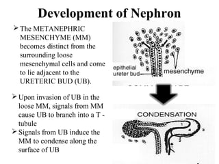 Development of Kidney | PPT