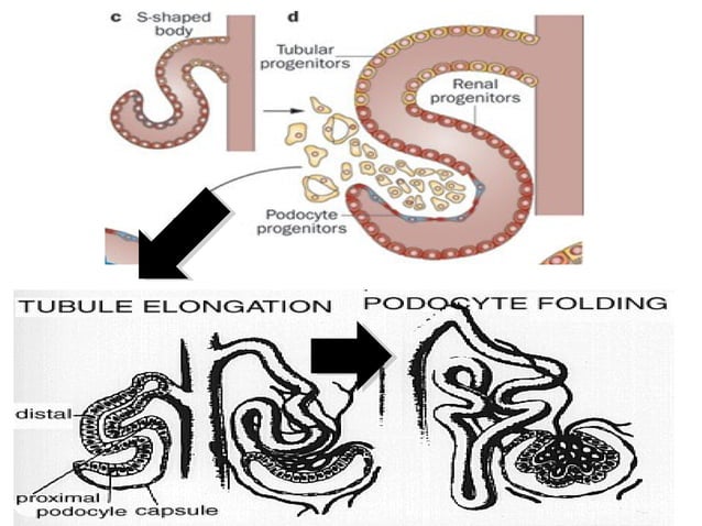 Development of Kidney | PPT | Biological Sciences | Science