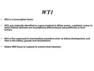 Development of Kidney | PPT