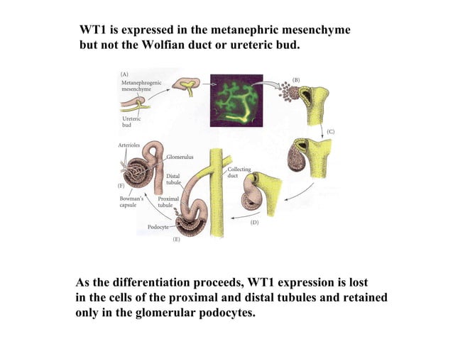 Development of Kidney | PPT | Biological Sciences | Science