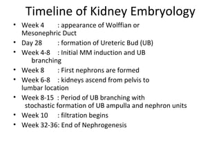 Development of Kidney | PPT