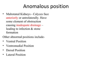 Development of Kidney | PPT